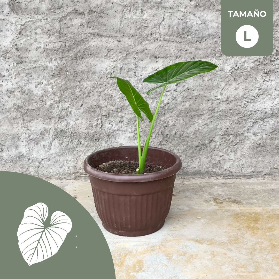 Manto de Eva ALOCASIA - L