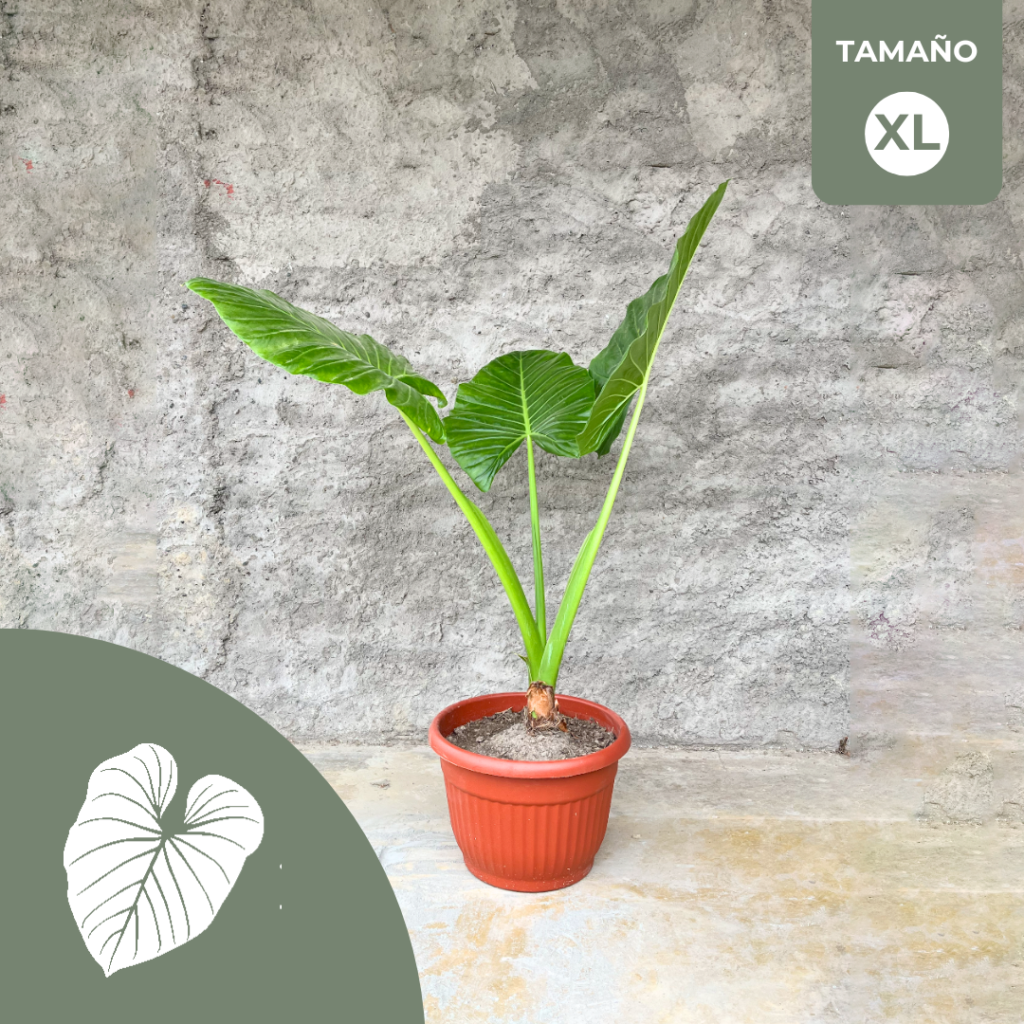 Manto de Eva ALOCASIA - XL - Manto de Eva