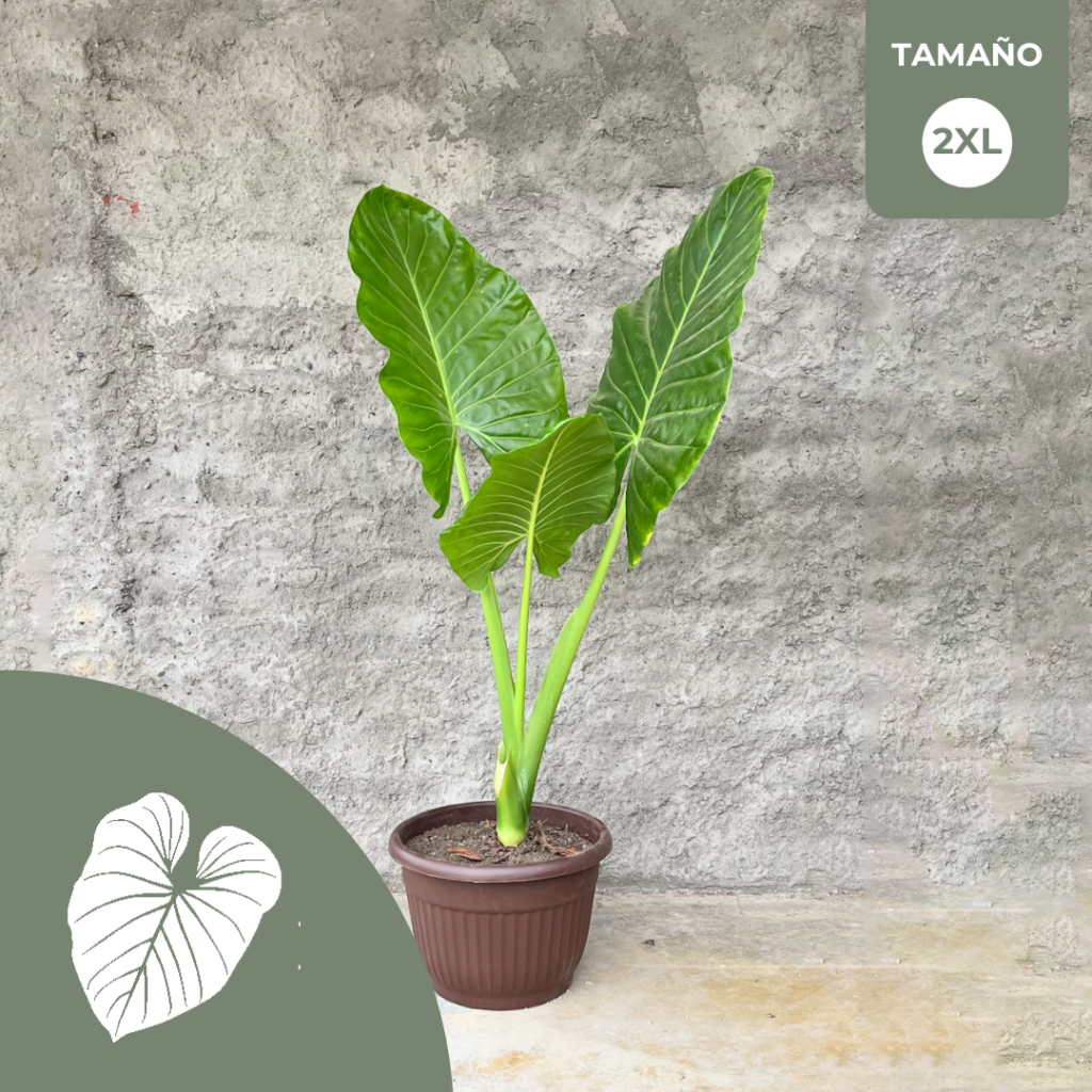 Manto de Eva ALOCASIA - 2XL - Manto de Eva