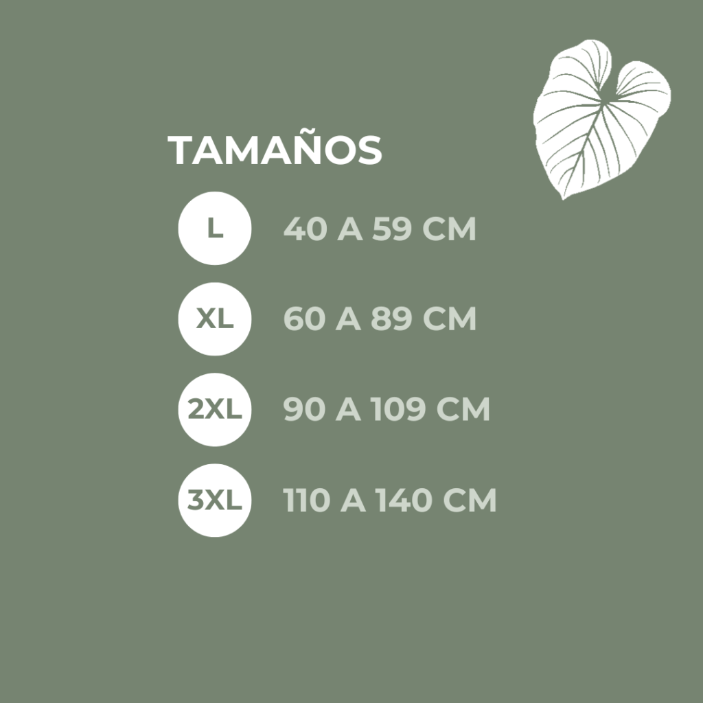 Manto de Eva ALOCASIA - L - Manto de Eva