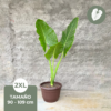 Todo sobre las Alocasias o Manto de Eva